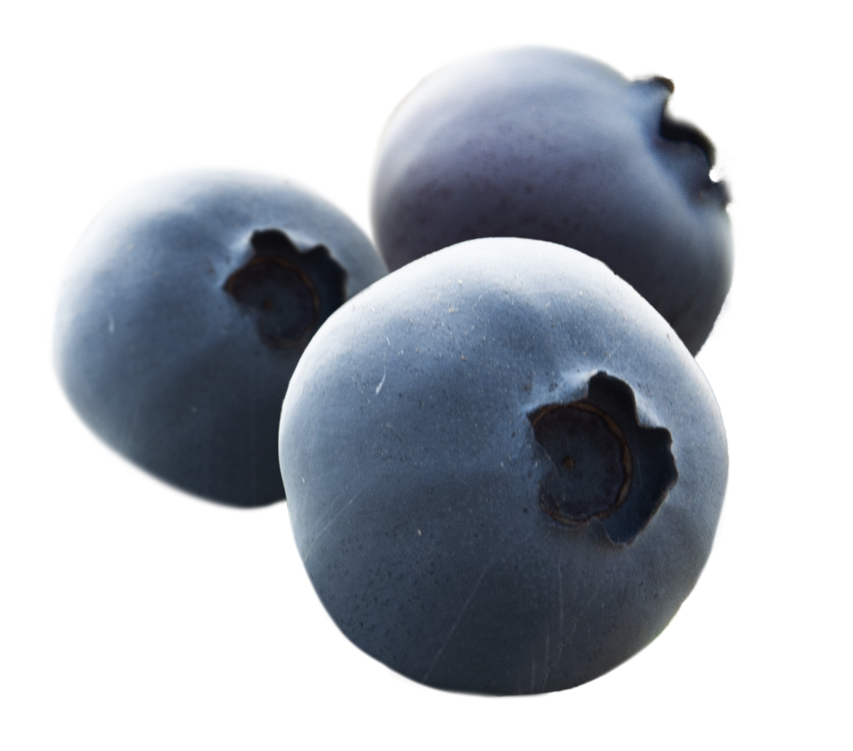 Myrtille Maroc - Zalar Agri