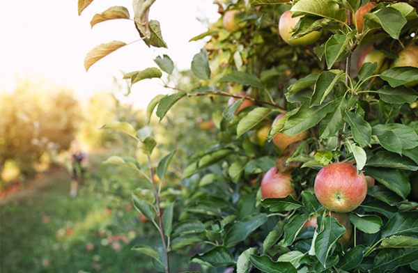 Apple fruit morocco - Zalar Agri